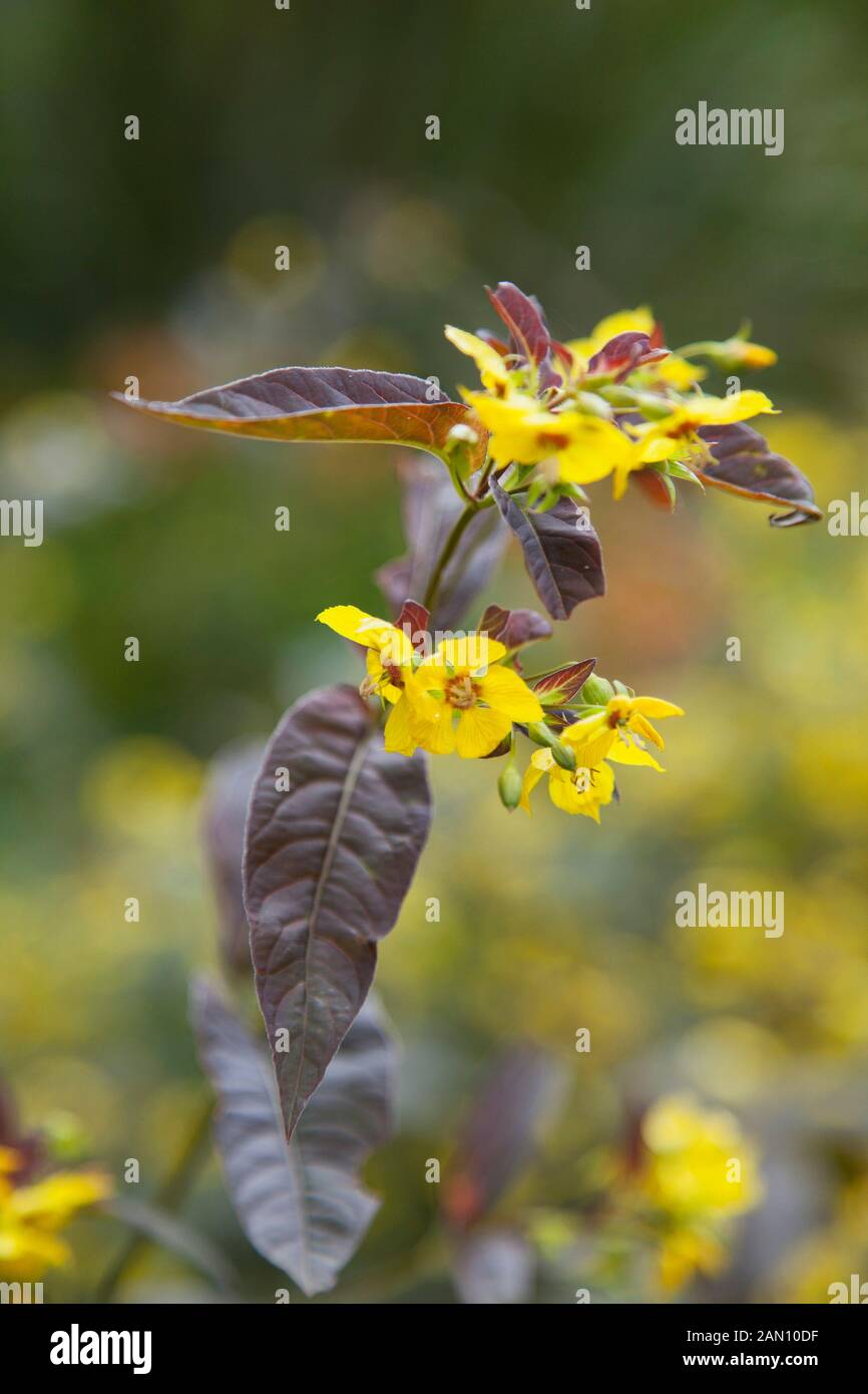 Yellow firecracker hi-res stock photography and images - Alamy