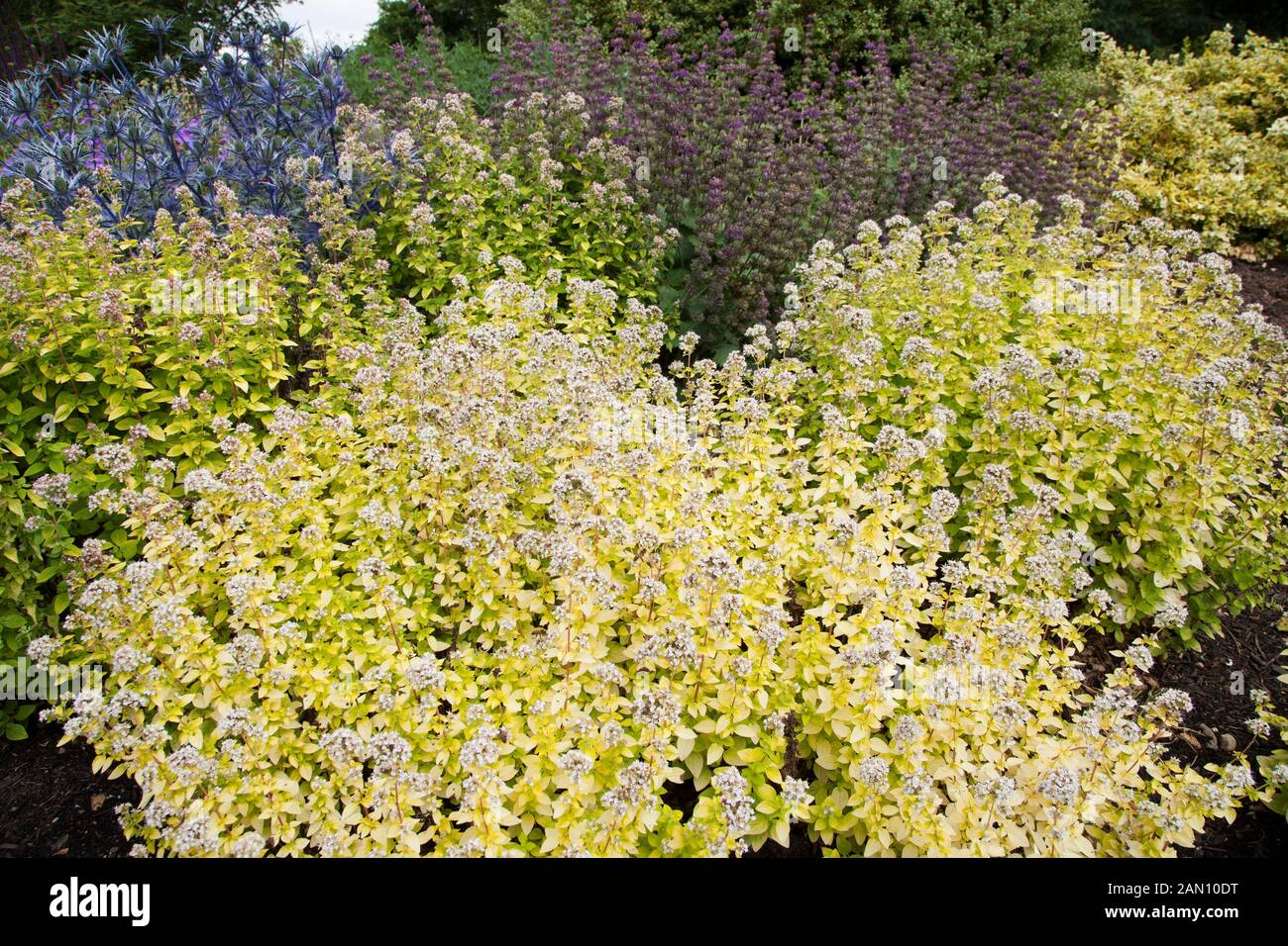 Thumbles High Resolution Stock Photography and Images - Alamy