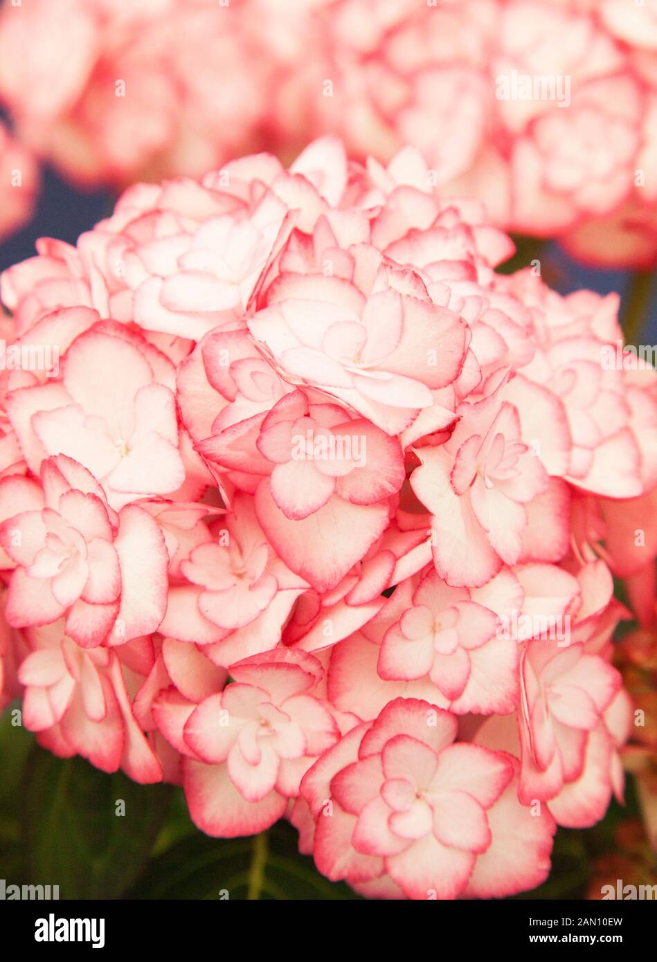 HYDRANGEA MACROPHYLLA 'MISS SAORI' (RHS PLANT OF THE YEAR 2014 Stock ...