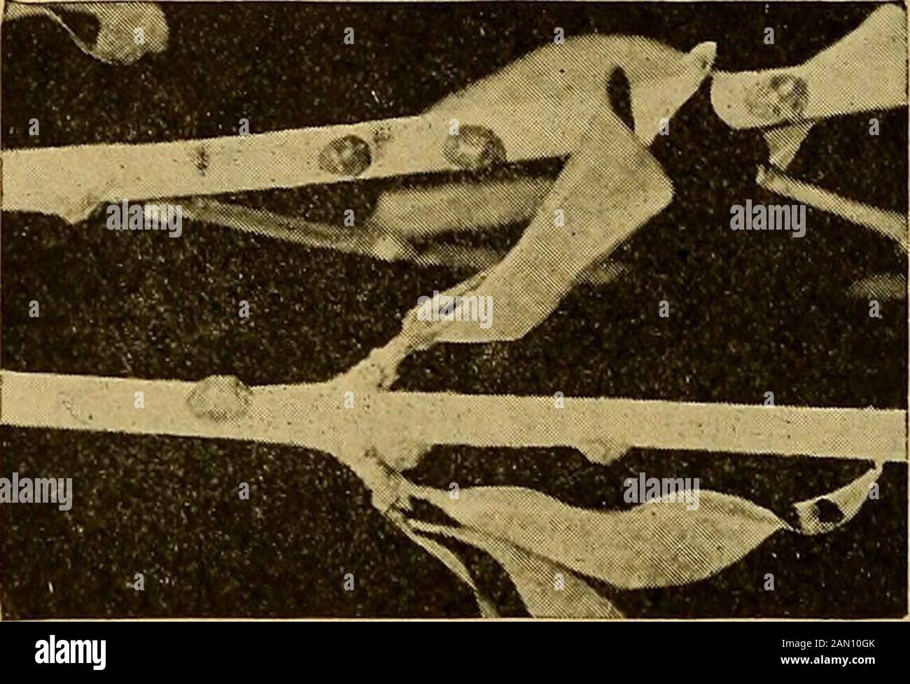 Olive tree scale insects hi-res stock photography and images - Alamy