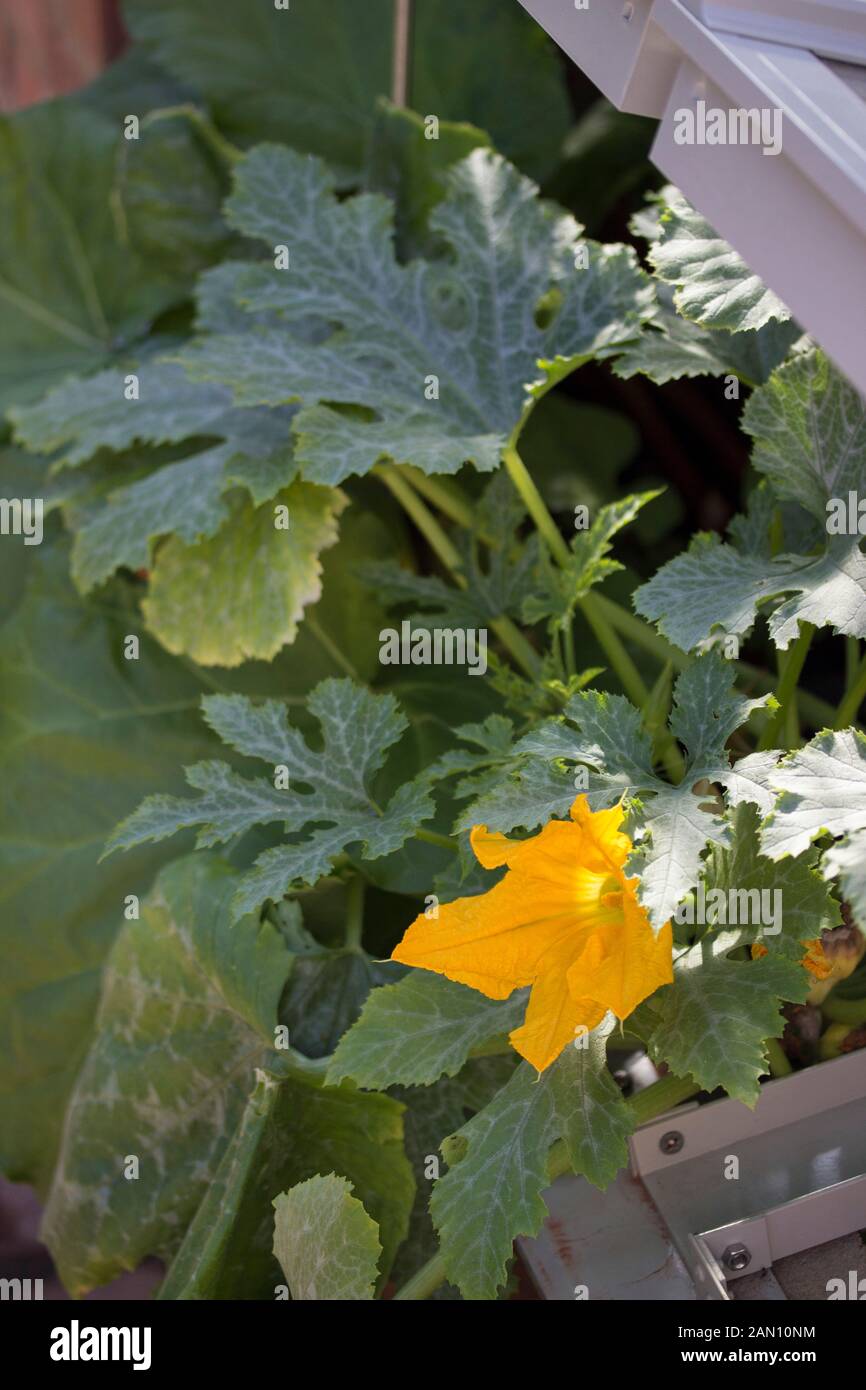 Coldframe vegetable hi-res stock photography and images - Alamy