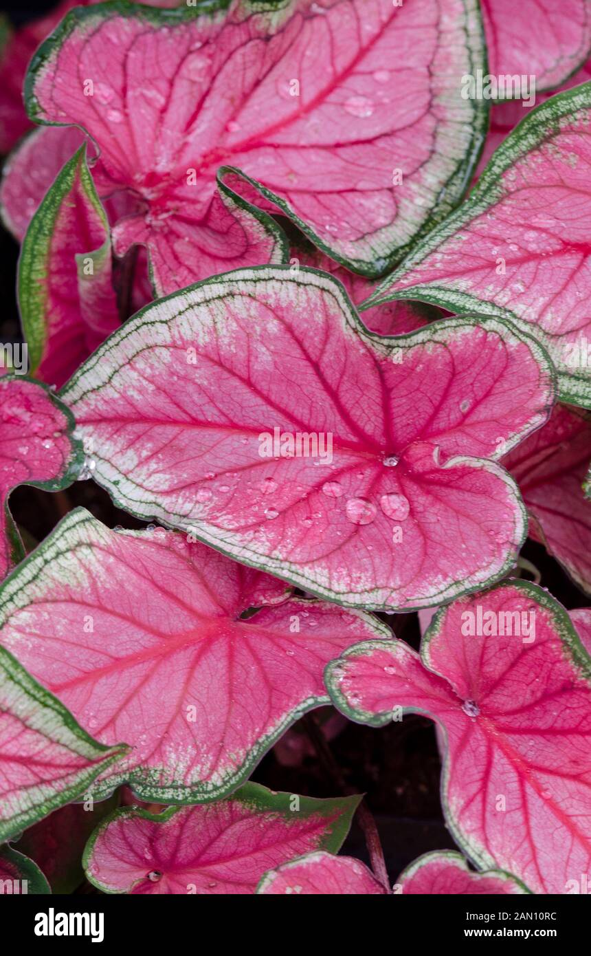 CALADIUM 'FLORIDA SWEETHEART' Stock Photo - Alamy