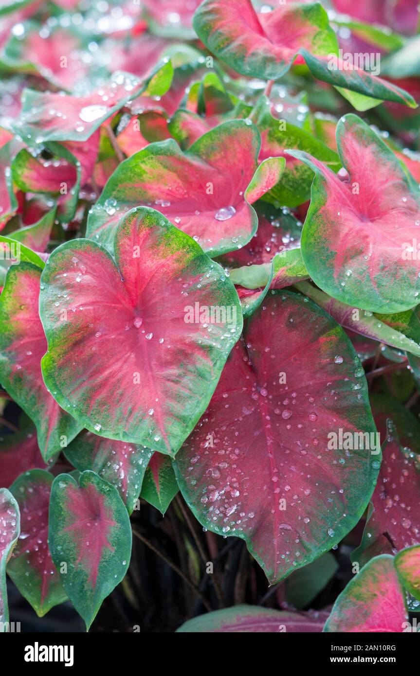 Caladium frieda hemple hi-res stock photography and images - Alamy