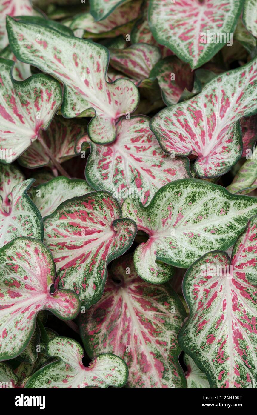 Caladium gingerland hi-res stock photography and images - Alamy