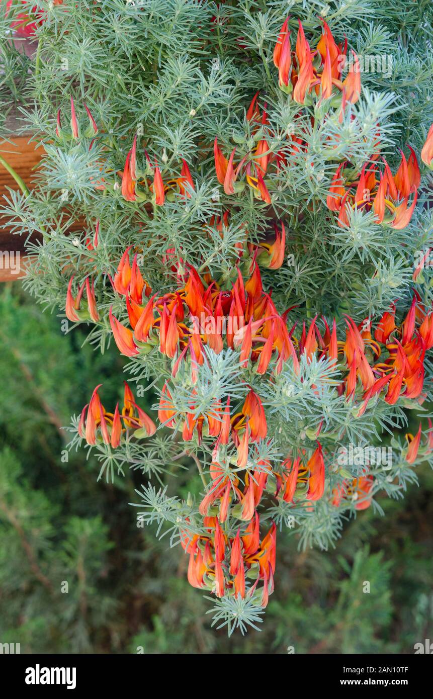 Trailing lotus hi-res stock photography and images - Alamy