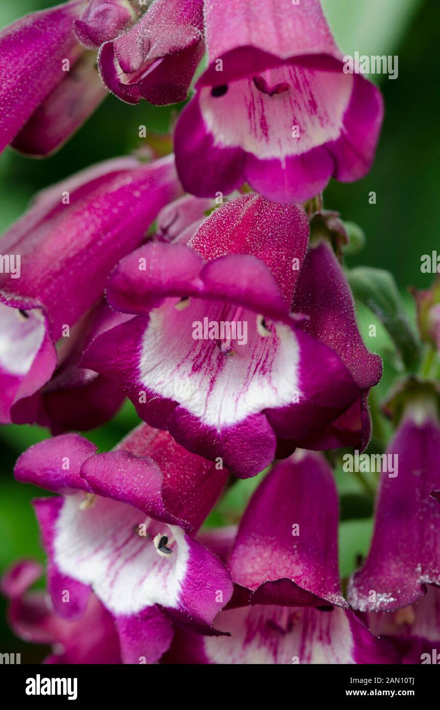 Penstemon hartwegii arabesque violet hi-res stock photography and ...