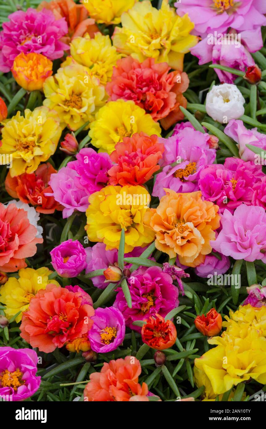 Portulaca grandiflora hi-res stock photography and images - Alamy