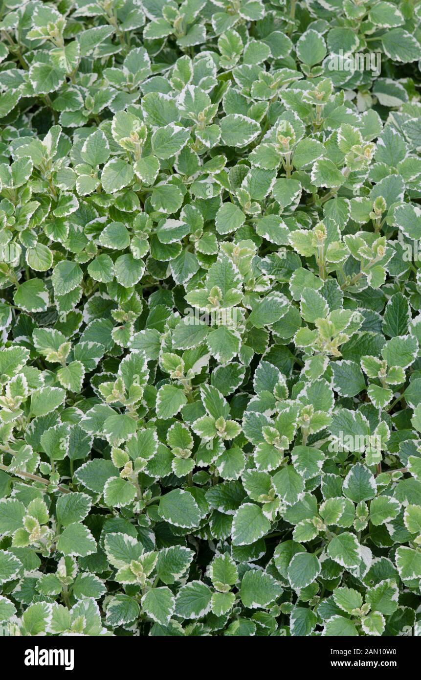 Plectranthus variegatus hi-res stock photography and images - Alamy
