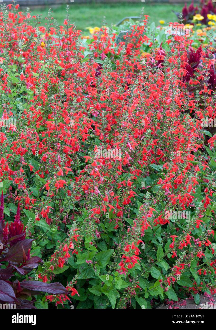 Salvia summer jewel hi-res stock photography and images - Alamy