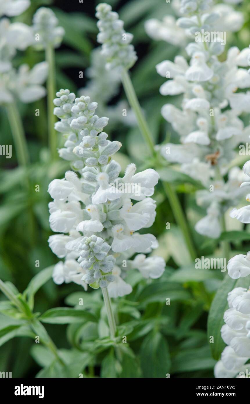 Salvia farinacea evolution white hi-res stock photography and images ...