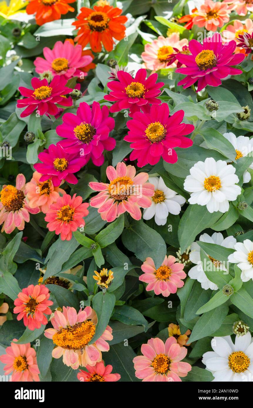 ZINNIA 'ZAHARA MIX' Stock Photo - Alamy
