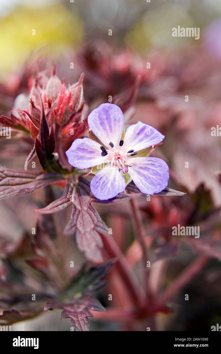 GERANIUM BLACK BEAUTY Stock Photo - Alamy