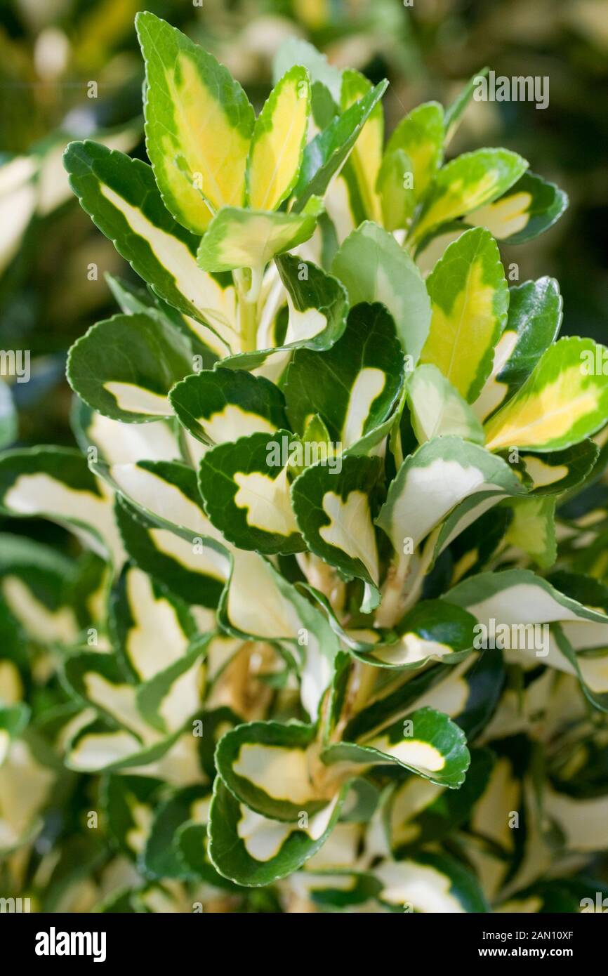 Euonymus japonicus golden maiden hi-res stock photography and images ...
