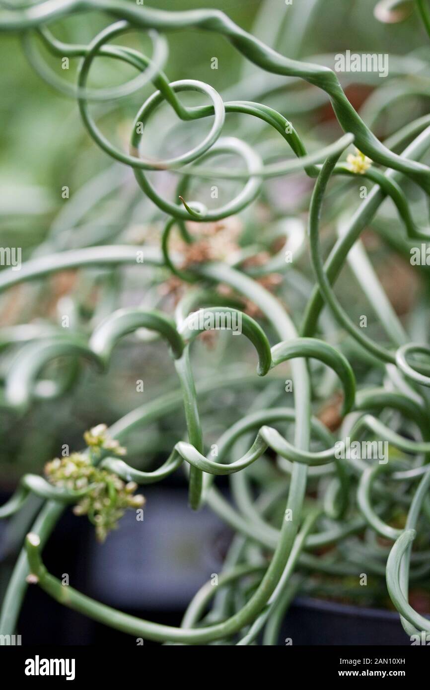 Curly wurly hi-res stock photography and images - Alamy