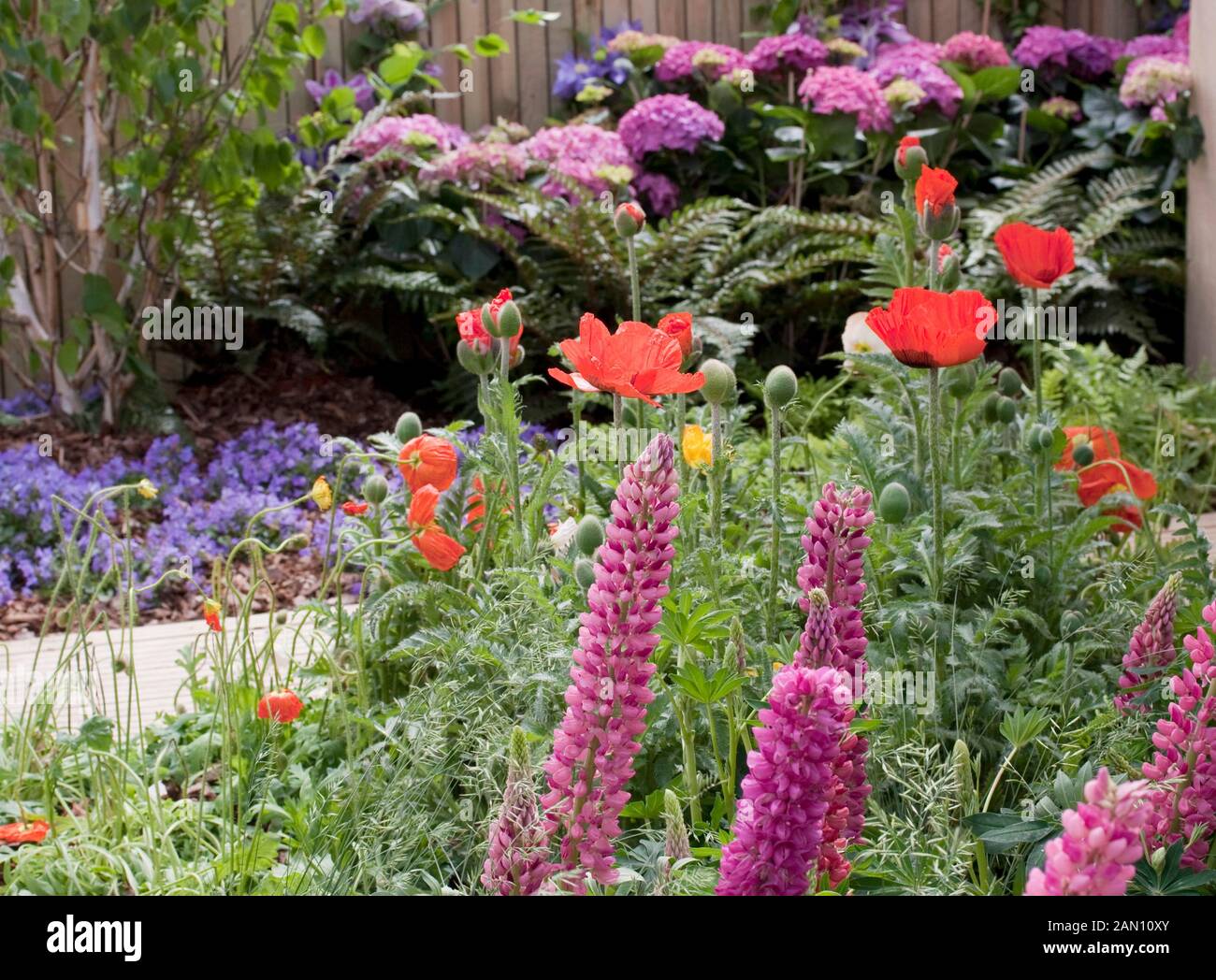 Poppy in mixed border hi-res stock photography and images - Alamy