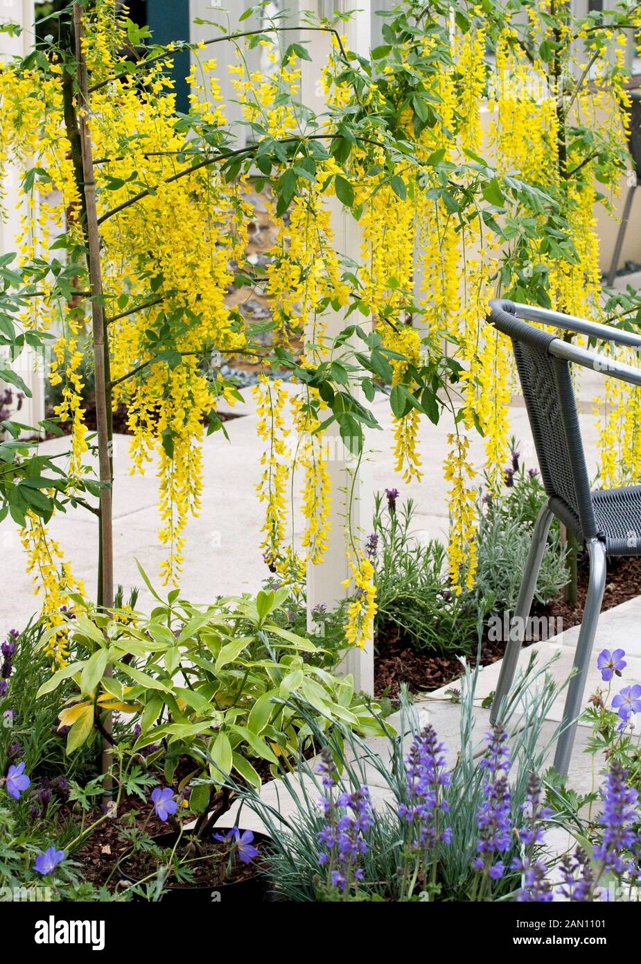 LABURNUM ON PATIO Stock Photo - Alamy