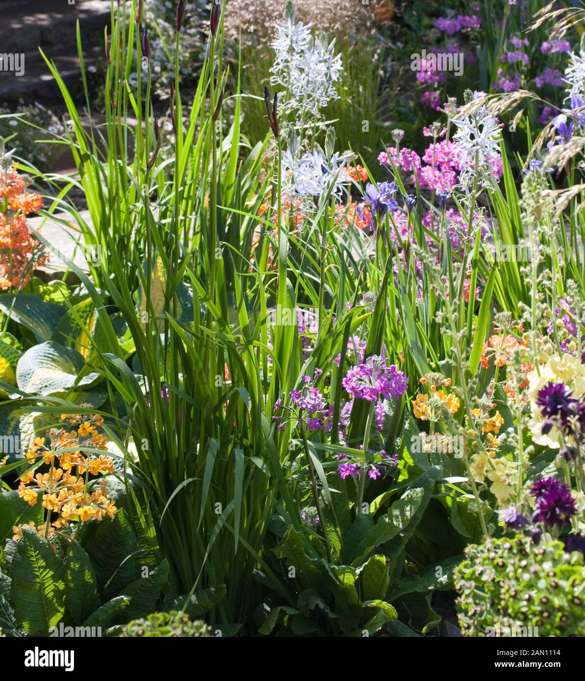 Beesiana hi-res stock photography and images - Alamy