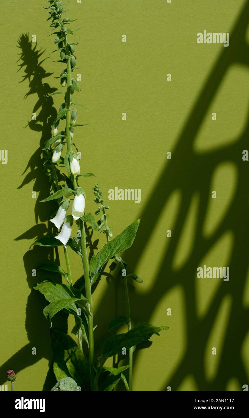 Digitalis alba hi-res stock photography and images - Alamy