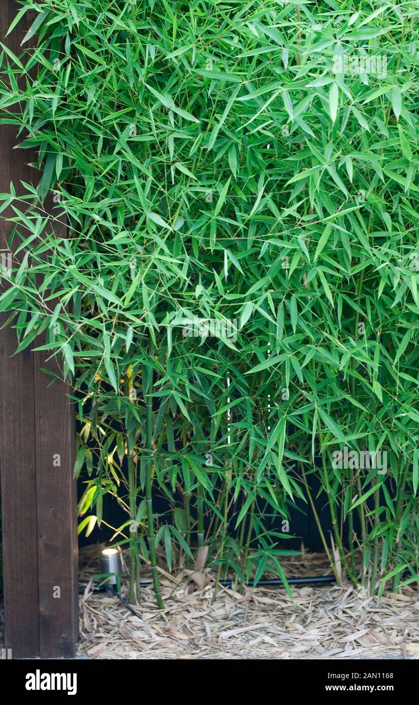 Courtyard with bamboo hi-res stock photography and images - Alamy