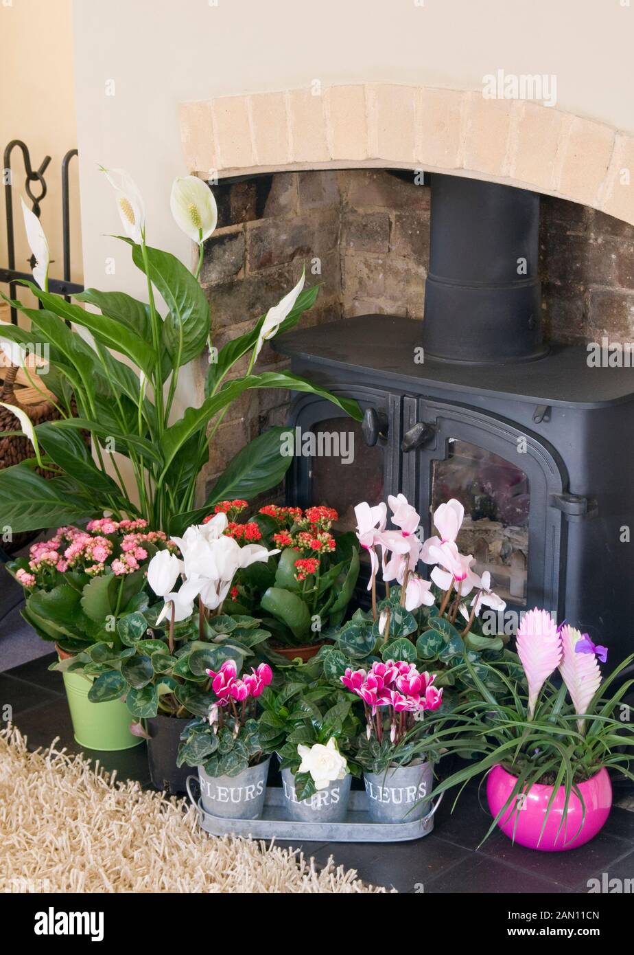 Houseplants group hi-res stock photography and images - Alamy