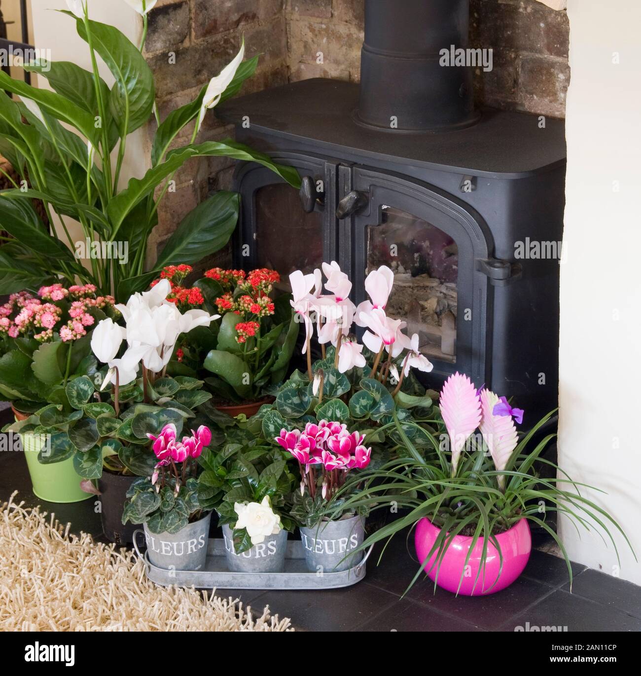 Houseplants group hi-res stock photography and images - Alamy