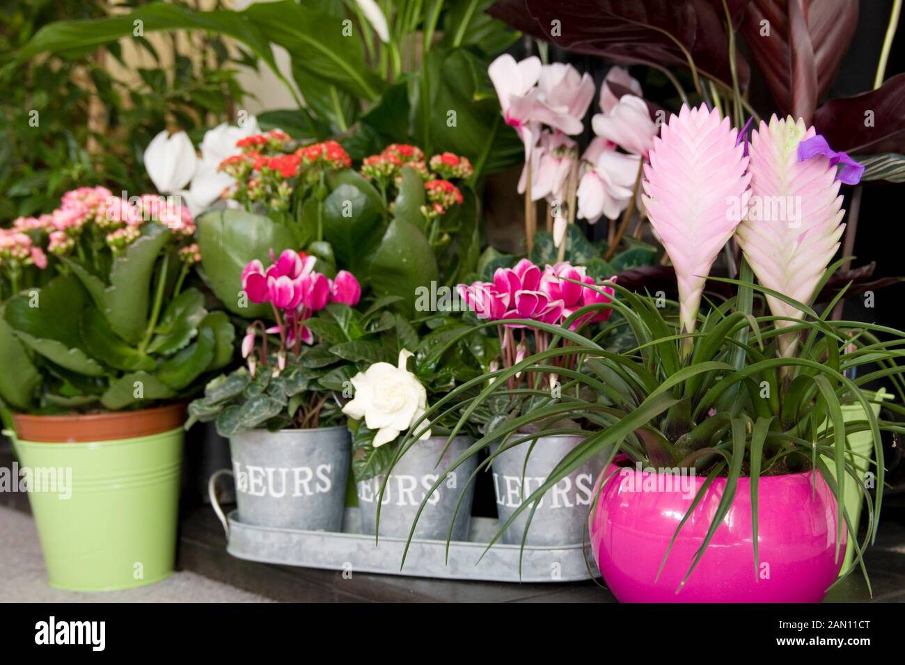 GROUP OF HOUSEPLANTS Stock Photo - Alamy