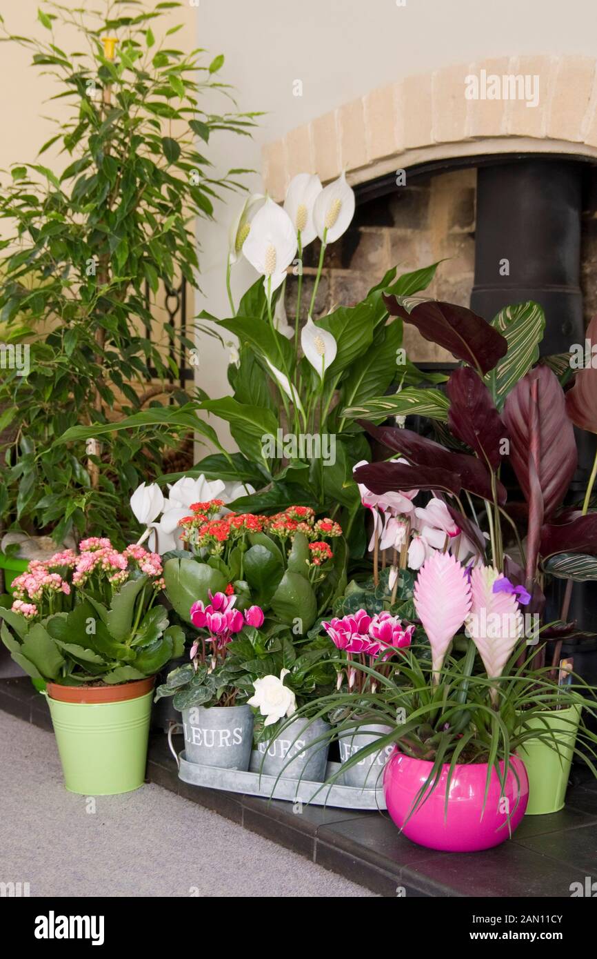Houseplants group hi-res stock photography and images - Alamy