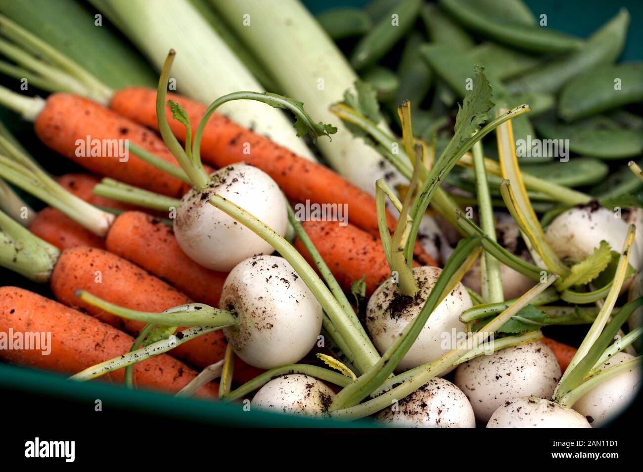 Mange tout flowers hi-res stock photography and images - Alamy