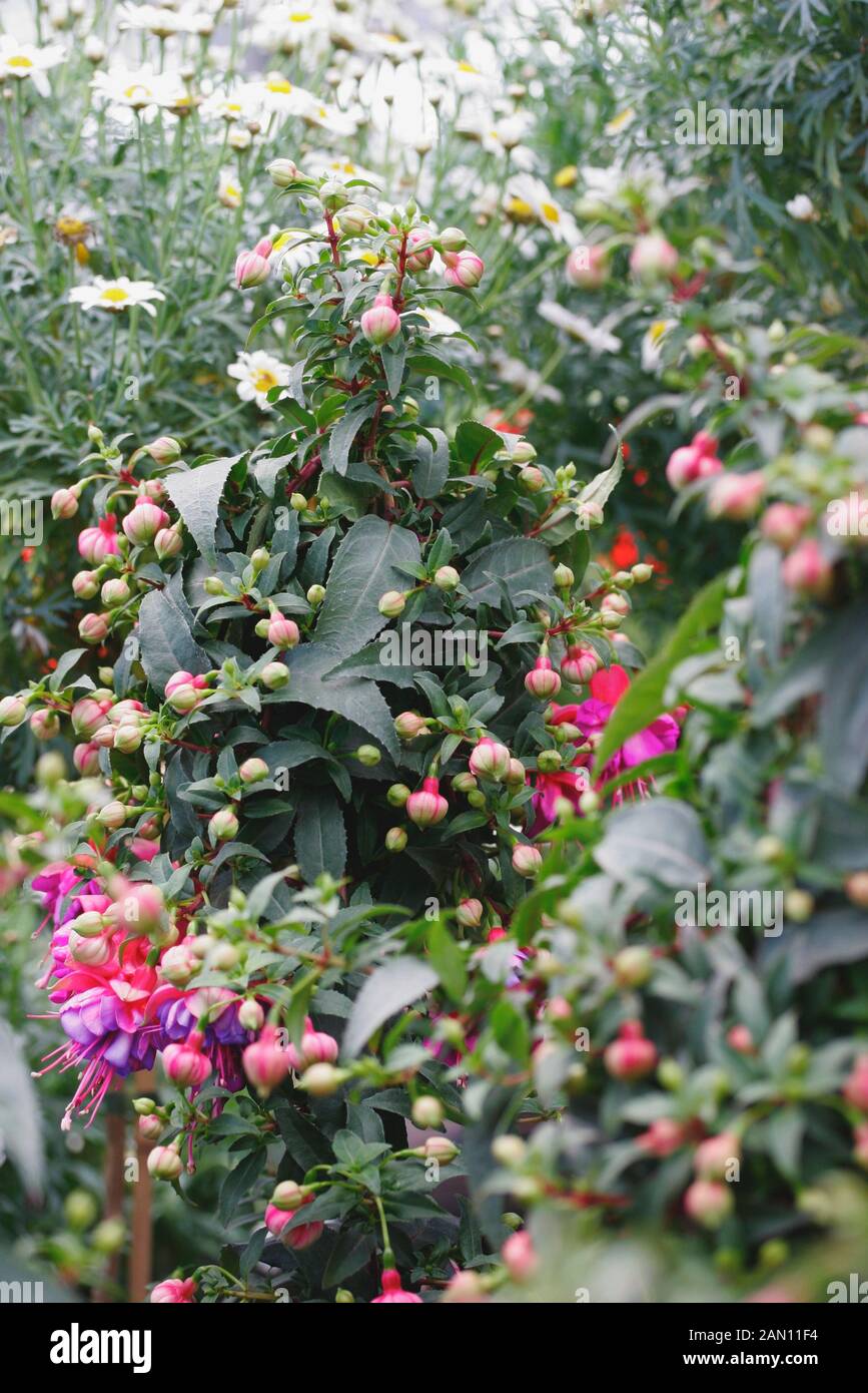 Standard fuchsias hi-res stock photography and images - Alamy
