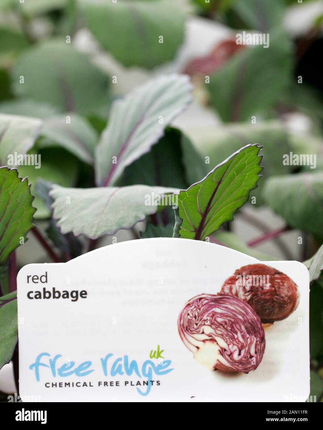 Cabbage seedlings hi-res stock photography and images - Alamy