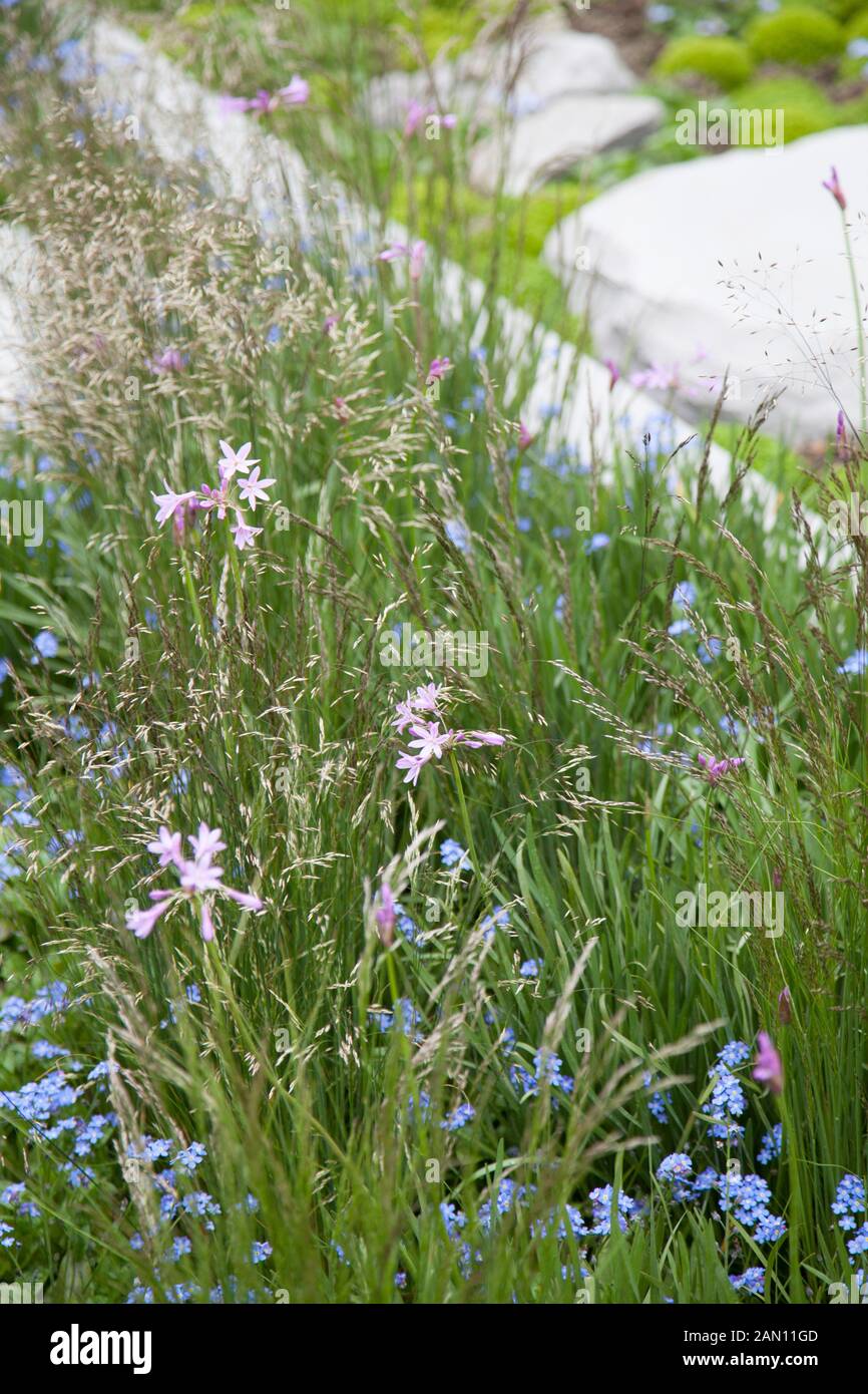 Myosotis my oh my hi-res stock photography and images - Alamy