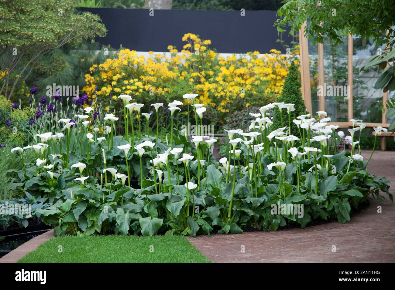 Zantedeschia aethiopica ‘crowborough’ hi-res stock photography and ...