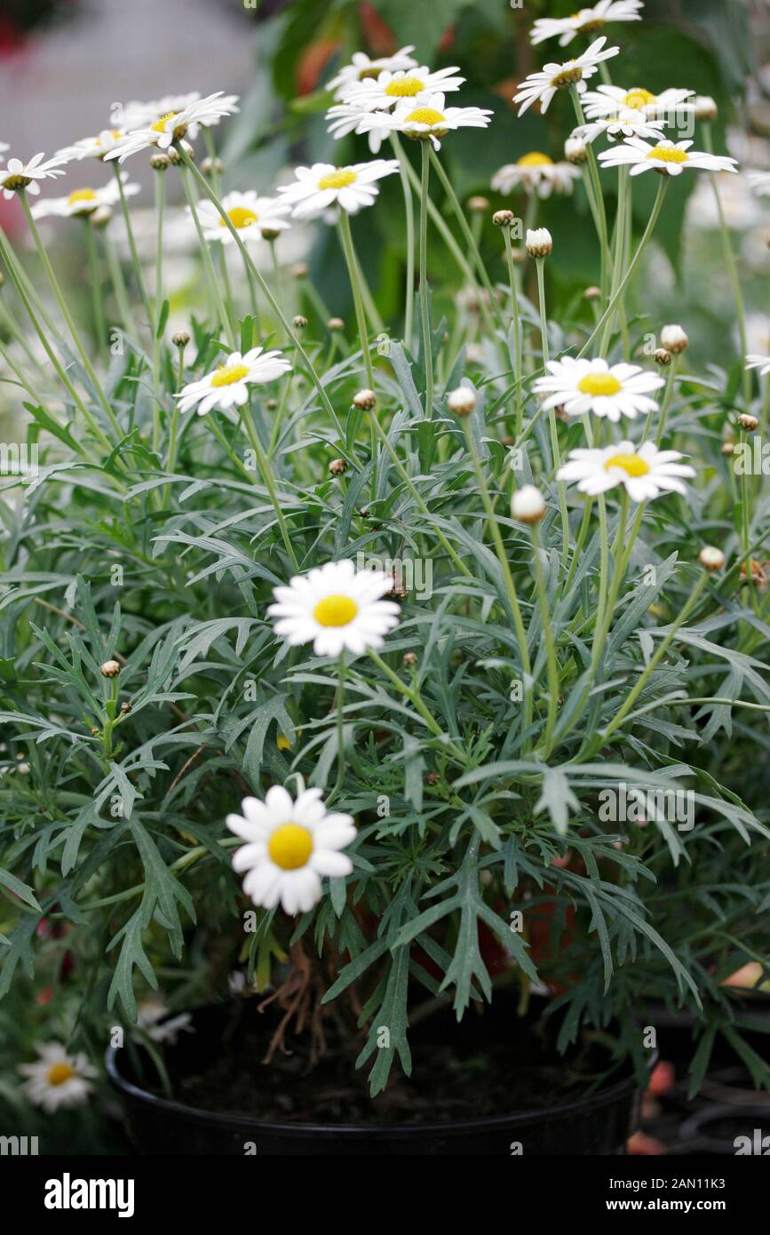 Argyranthemum container hi-res stock photography and images - Alamy