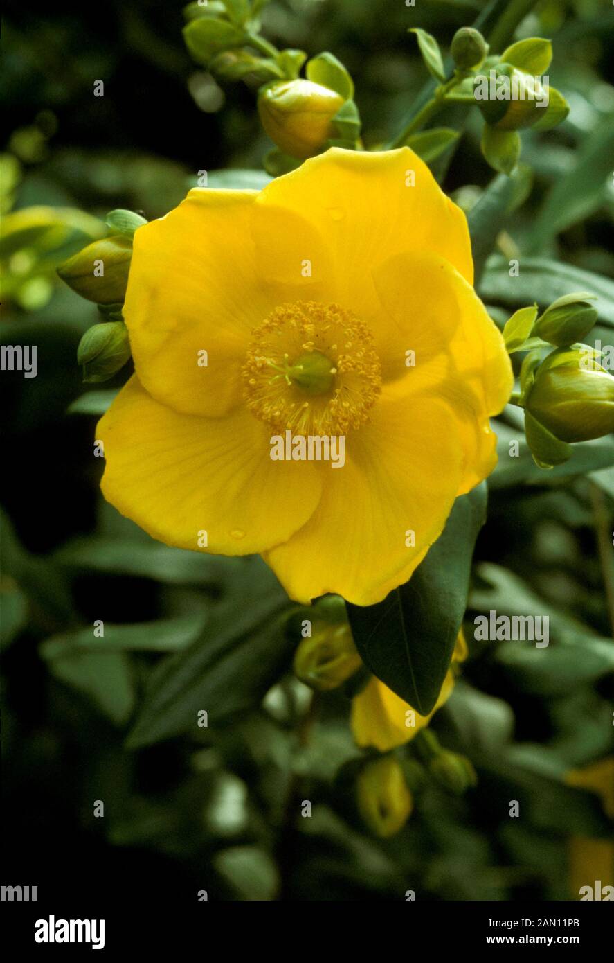Hypericum rowallane hi-res stock photography and images - Alamy