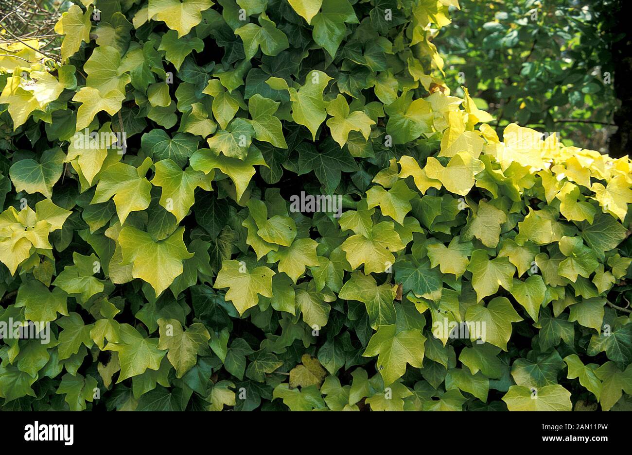 Hedera helix buttercup hi-res stock photography and images - Alamy