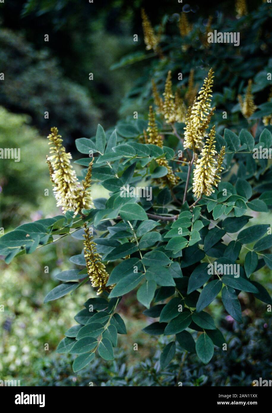 Amurensis hi-res stock photography and images - Alamy