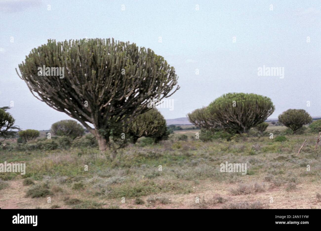 EUPHORBIA CANDELABRA THE CADELABRA TREE IN KENYA Stock Photo - Alamy