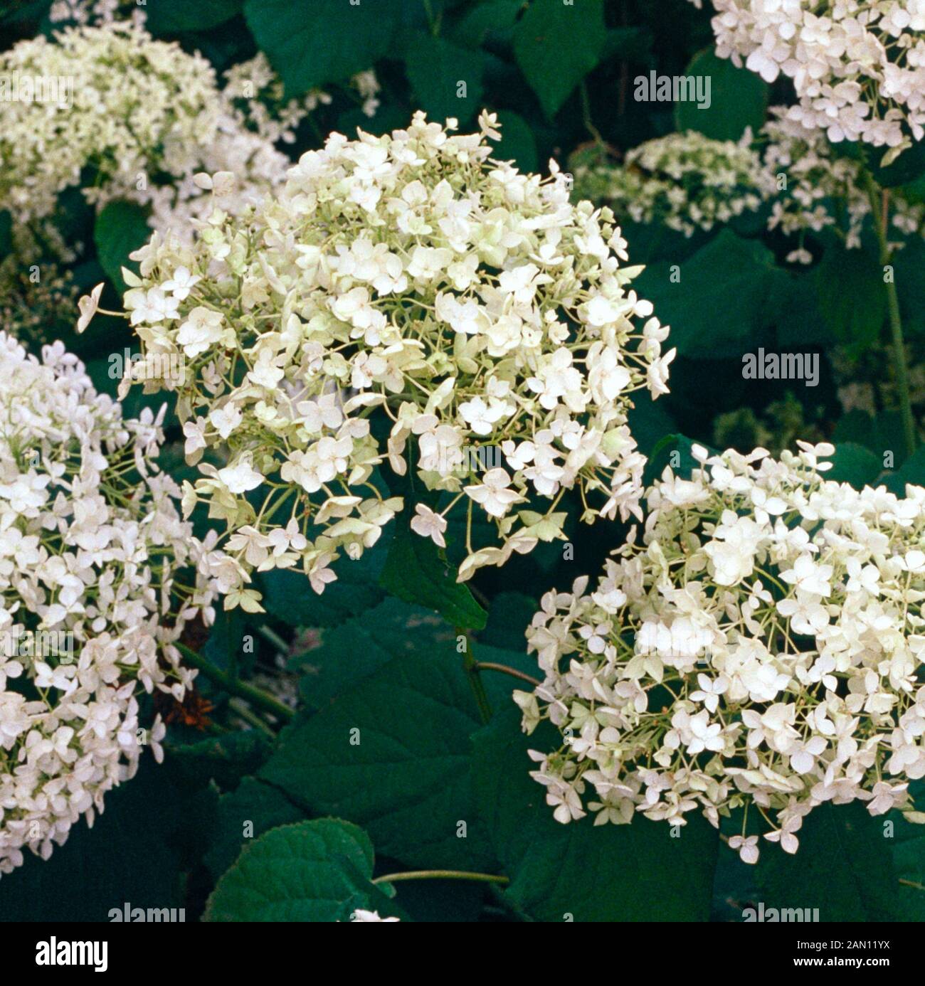 North american wild hydrangea hi-res stock photography and images - Alamy