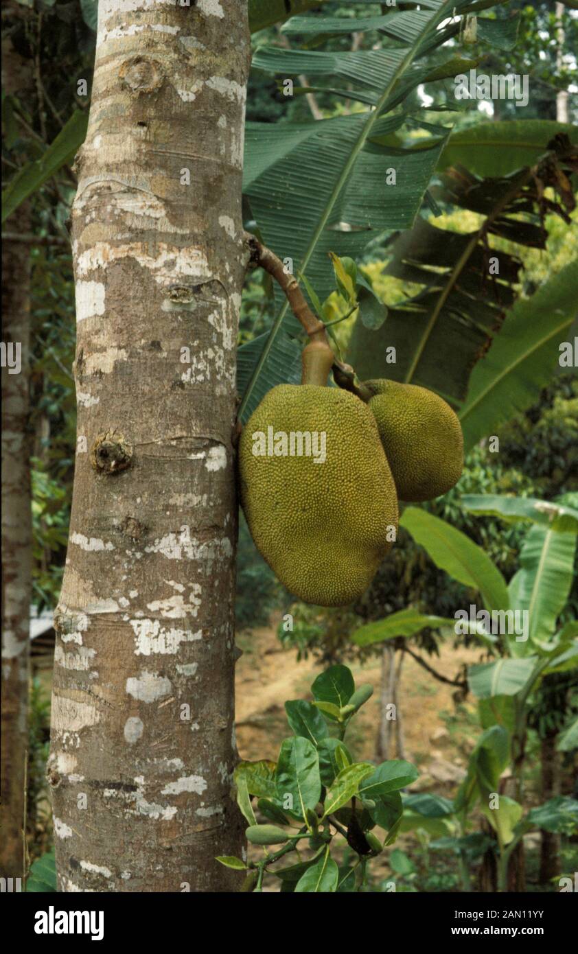 Artocarpus heterophyllus fruit hi-res stock photography and images - Alamy