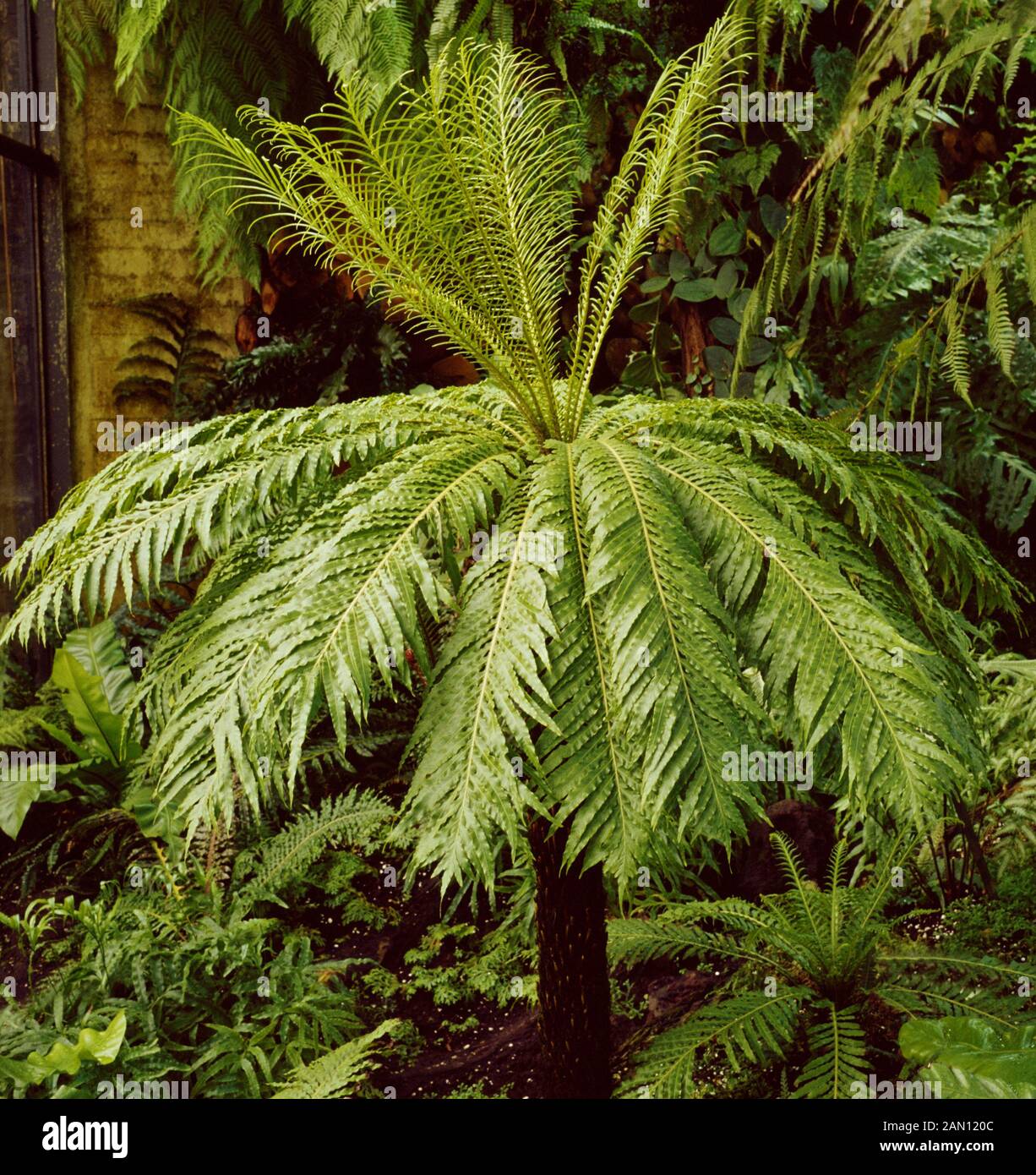 Why Is My Silver Lady Fern Going Brown at Troy Musselman blog
