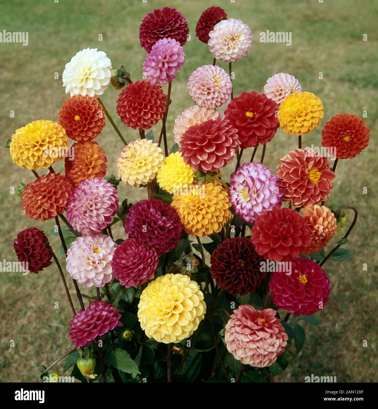 Yellow pom pom flowers hi-res stock photography and images - Alamy