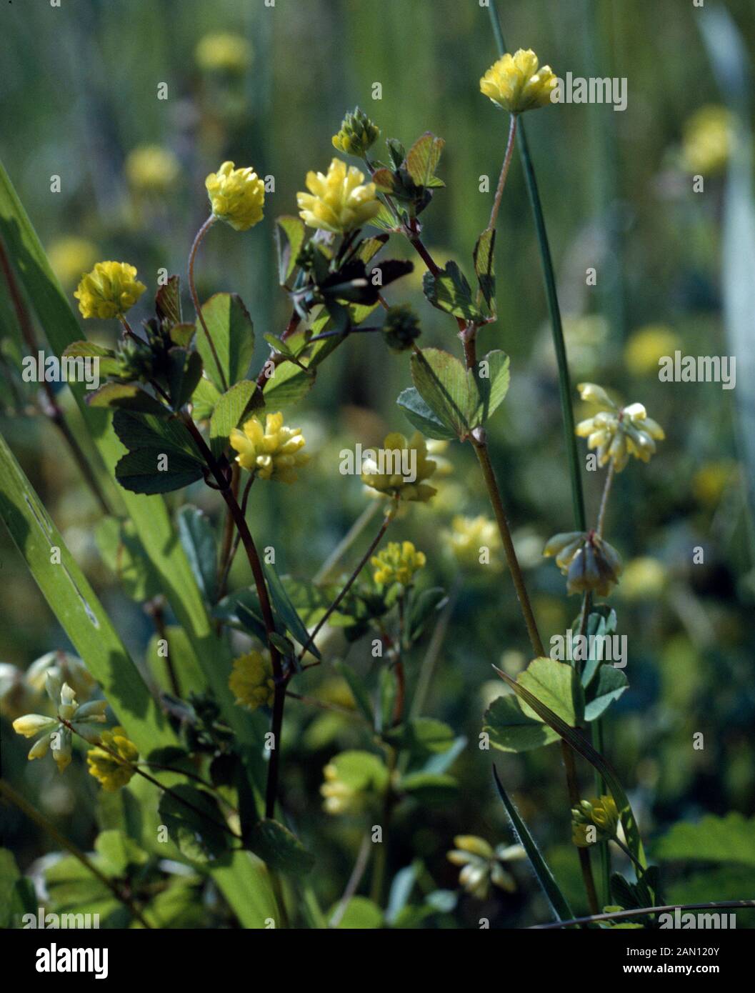 TRIFOLIUM DUBIUM (LESSER TREFOIL Stock Photo - Alamy
