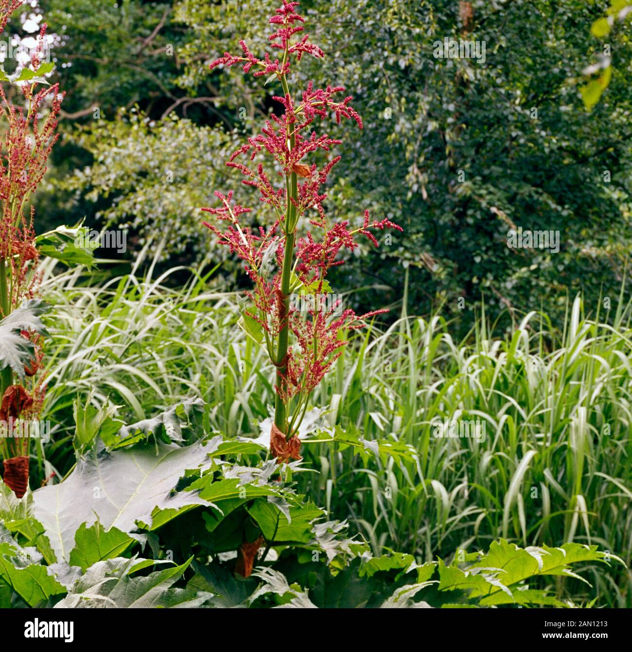 Rheum Palmatum High Resolution Stock Photography and Images - Alamy