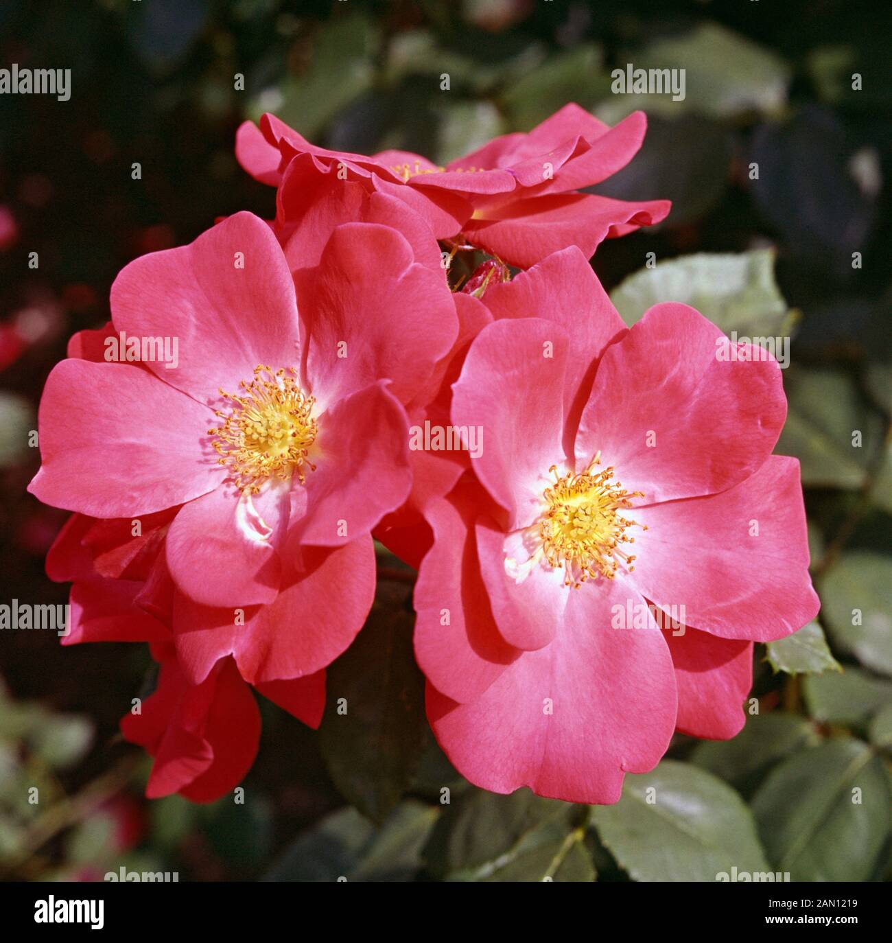 Rosa fred loads hi-res stock photography and images - Alamy