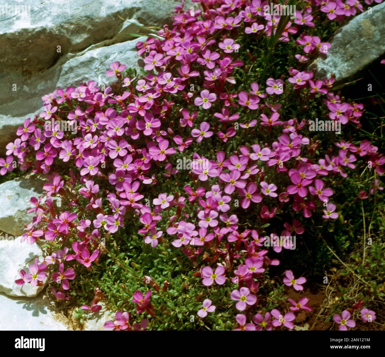 Mound Forming Evergreen Perennial High Resolution Stock Photography and ...