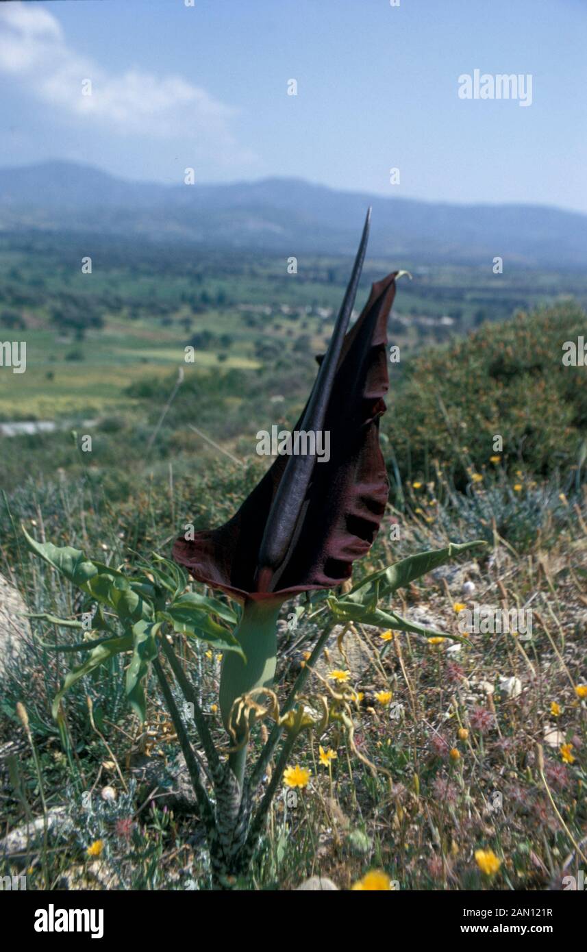 Dracunculus vulgaris plant hi-res stock photography and images - Alamy