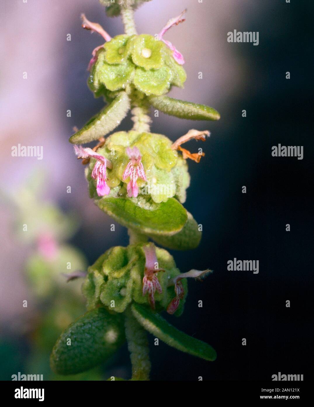 Ballota hi-res stock photography and images - Alamy