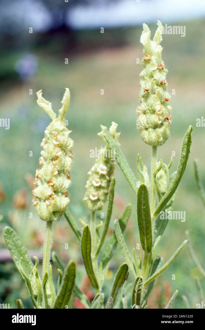 Green lavender lavandula viridis hi-res stock photography and images ...