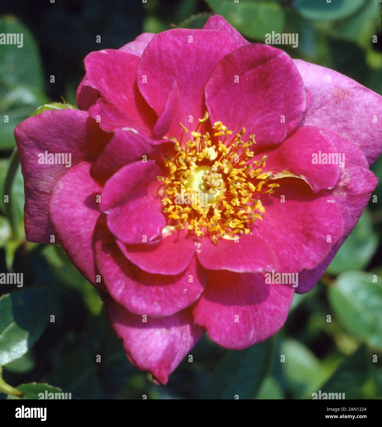 Rosa blue peter hi-res stock photography and images - Alamy