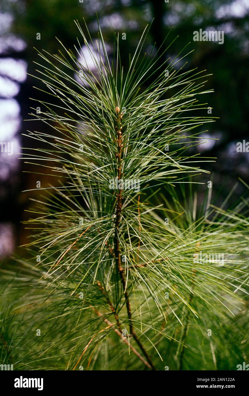 PINUS STROBUS (EASTERN WHITE PINE SHOWING FOLIAGE Stock Photo - Alamy